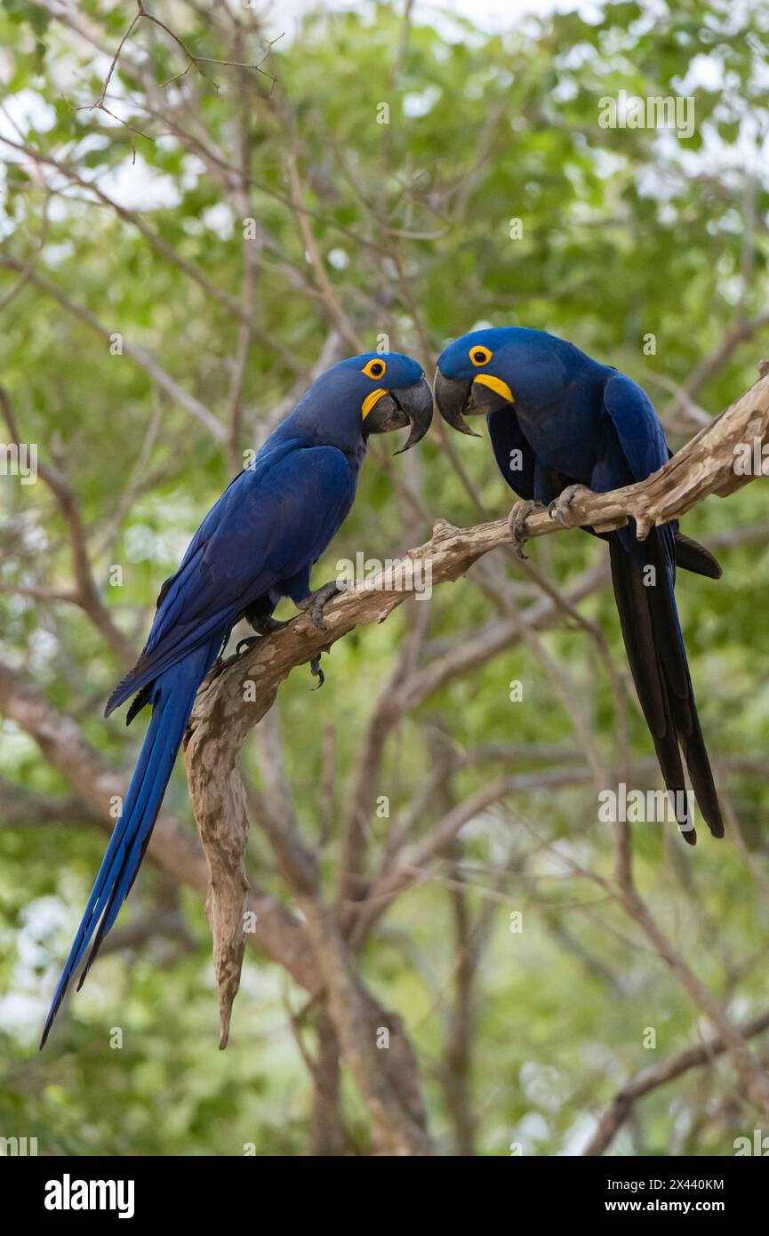 Two Hyacinth macaws, Anodorhynchus hyacinthinus, perching on a tree branch. Mato Grosso Do Sul ...