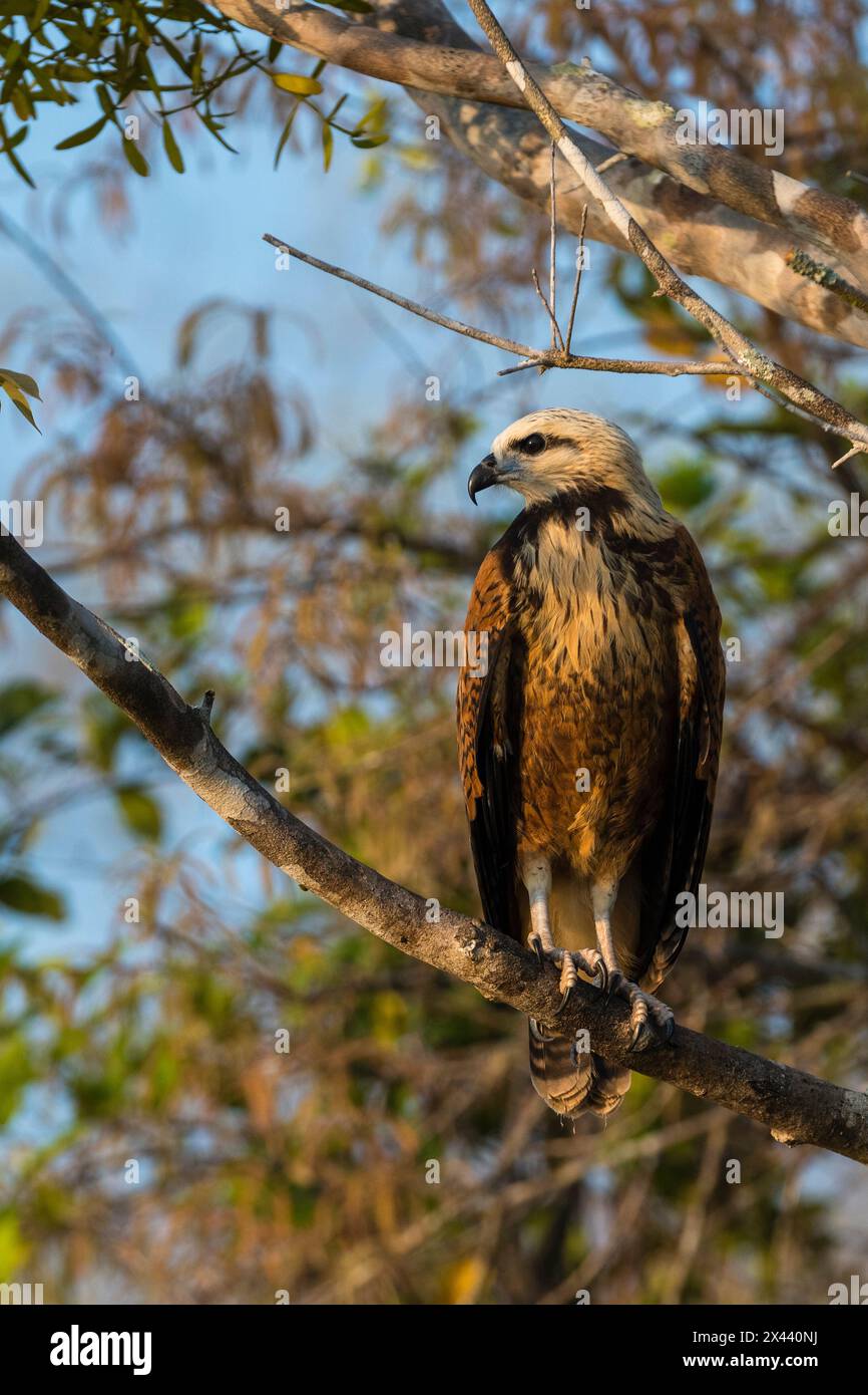 A black-collared hawk, Busarellus nigricollis, on a branch. Rio Claro ...