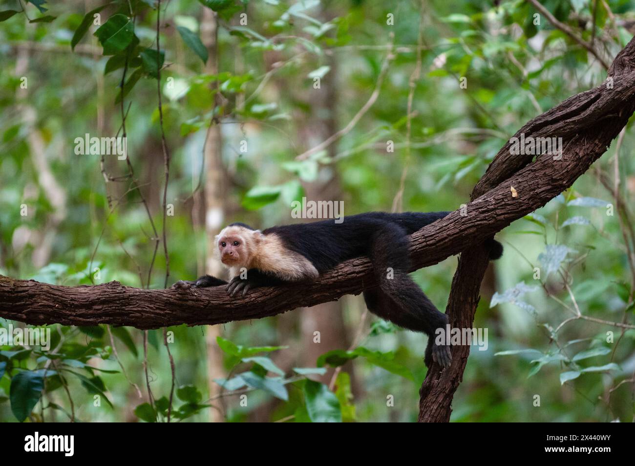 Monkey lying on vine hi-res stock photography and images - Alamy