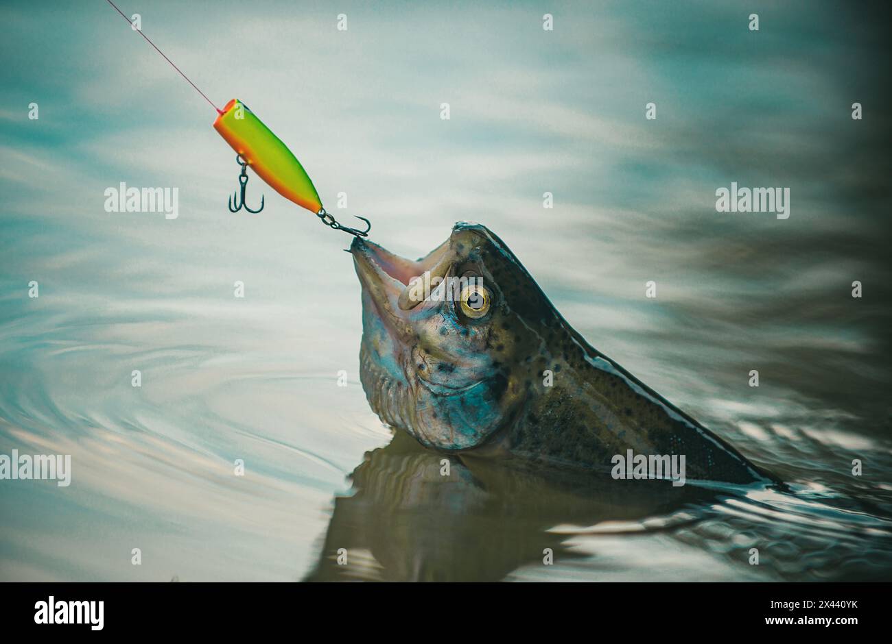 Fly fishing. Fishing - relaxing and enjoying hobby. Steelhead rainbow ...