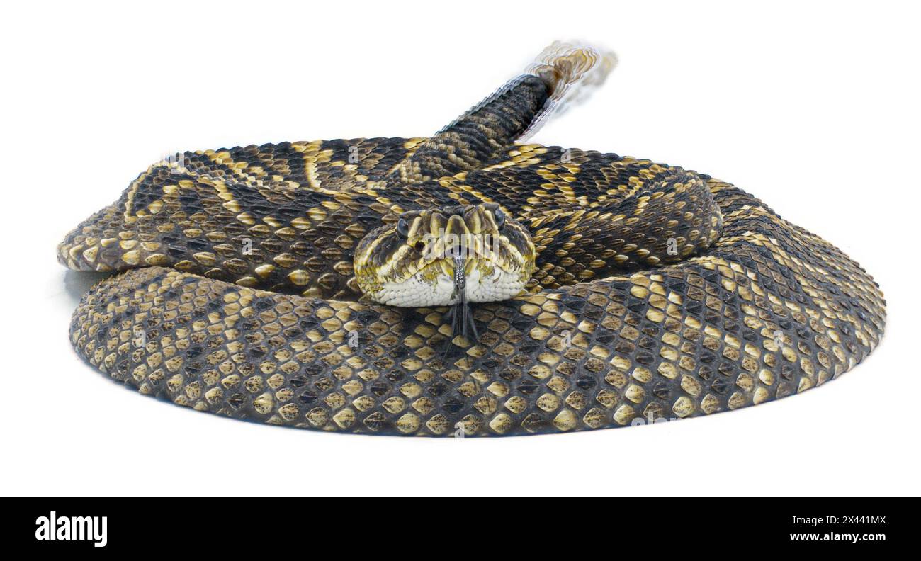 Baby rattlesnake hi-res stock photography and images - Alamy