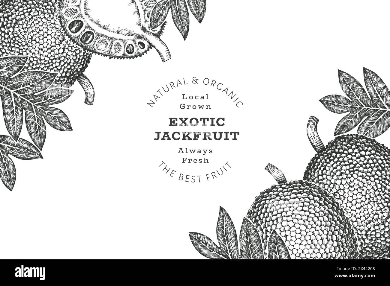 Hand drawn sketch style jackfruit banner. Organic fresh fruit vector ...