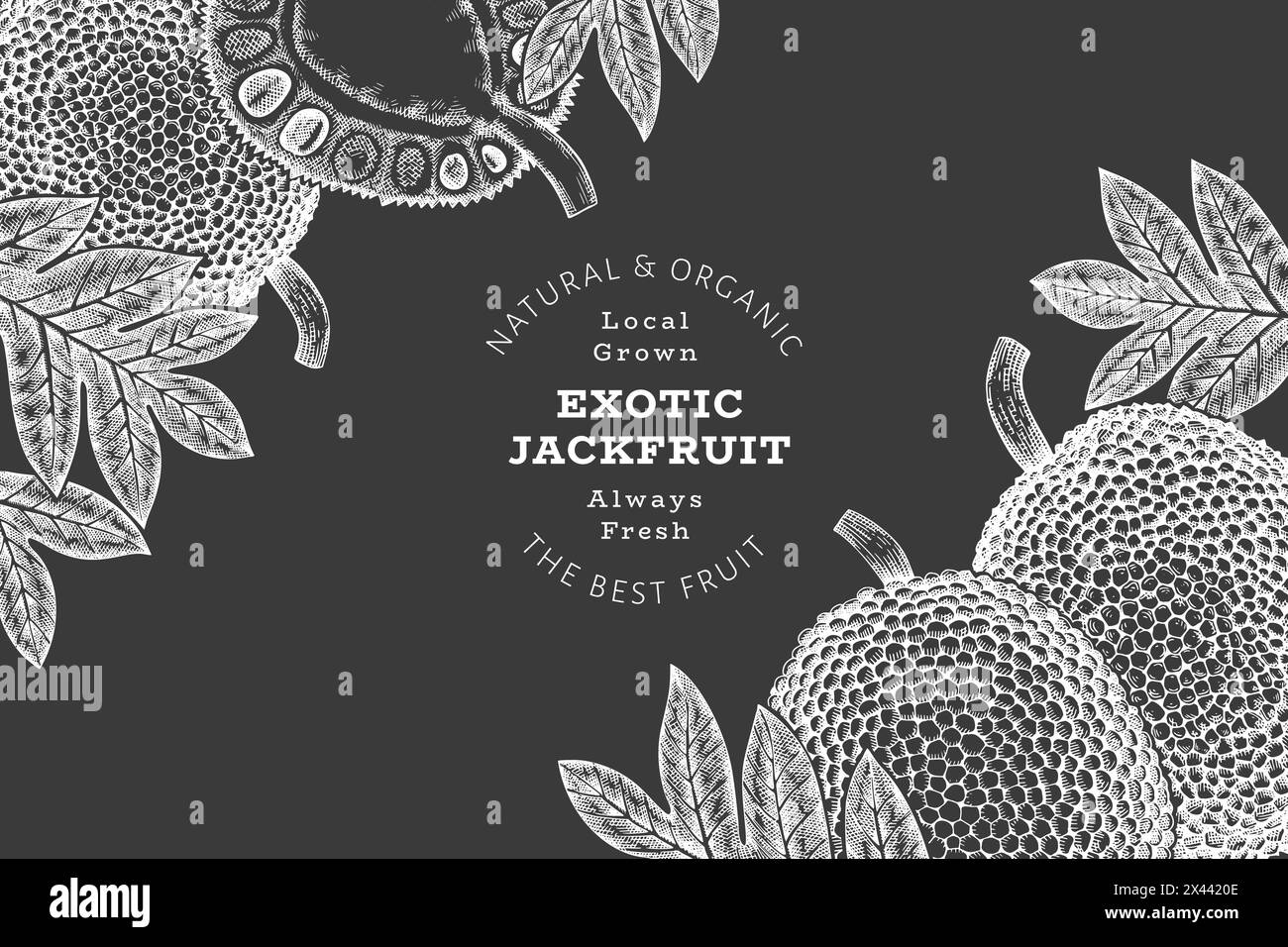 Hand drawn sketch style jackfruit banner. Organic fresh fruit vector ...