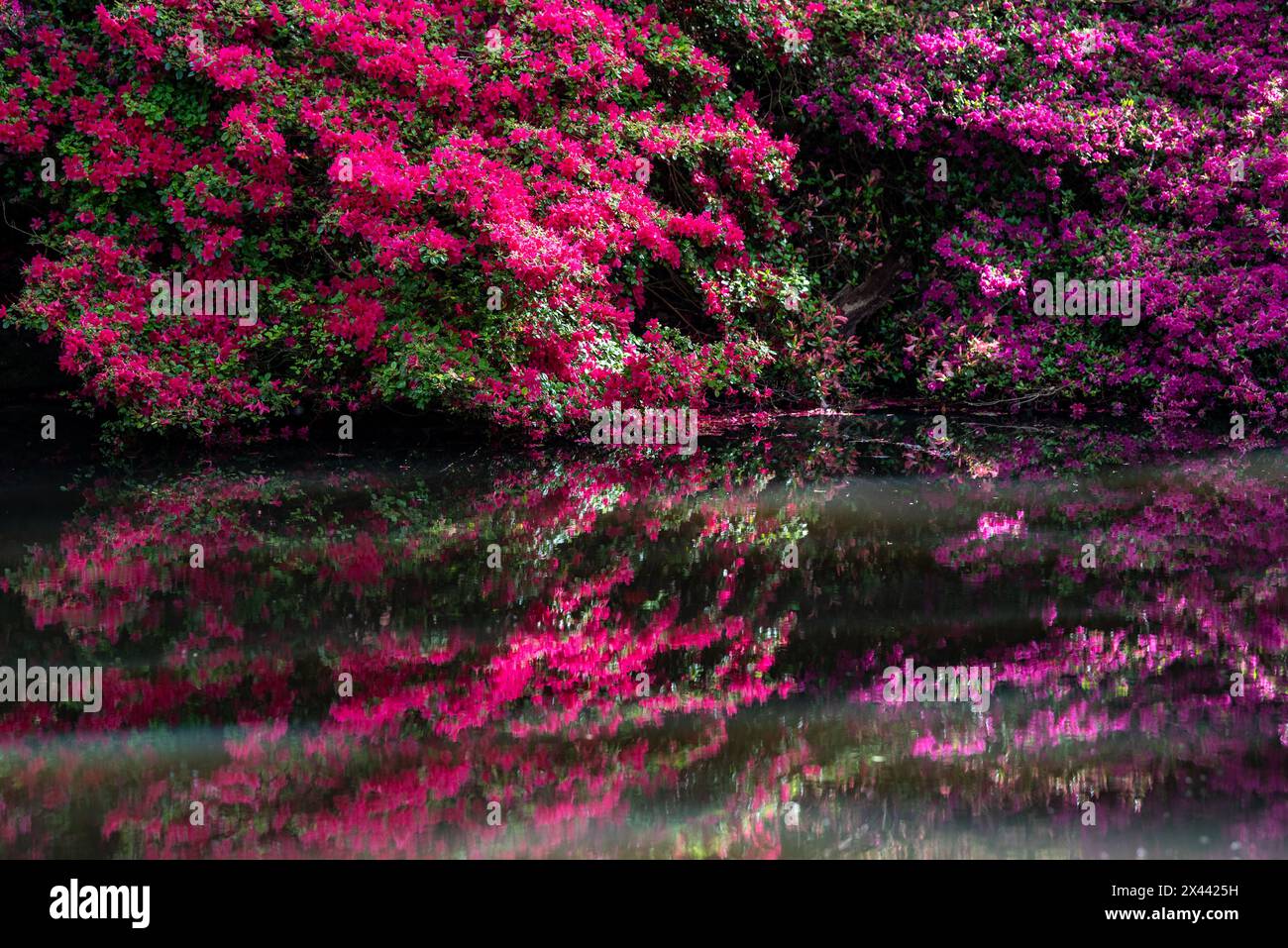 Azaleas over the pond in Isabella Plantation, Richmond Park, London ...