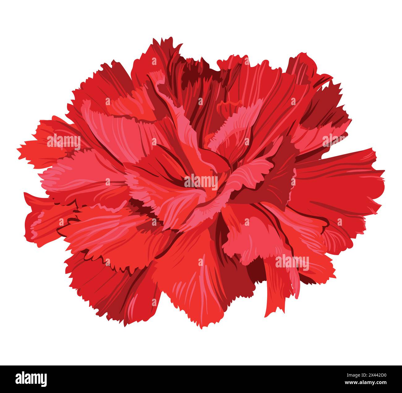 Red flowering carnation. Vector flower isolated on a white background ...