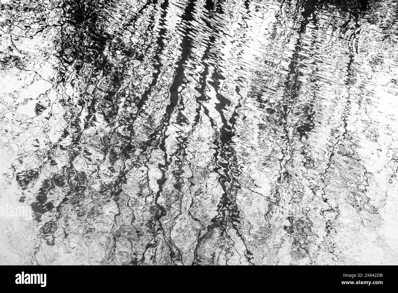 The abstract disorted reflection of a tree in water Stock Photo - Alamy