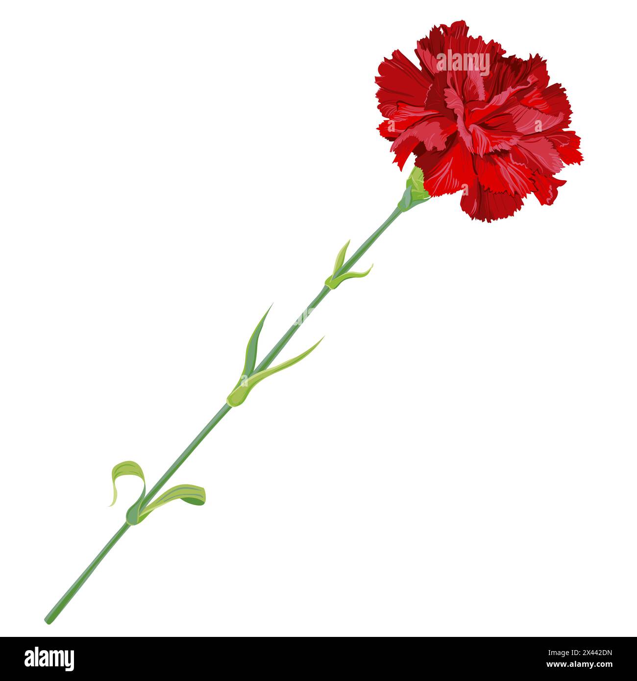 Red Carnation Isolated On A White Background Vector Clip Art For