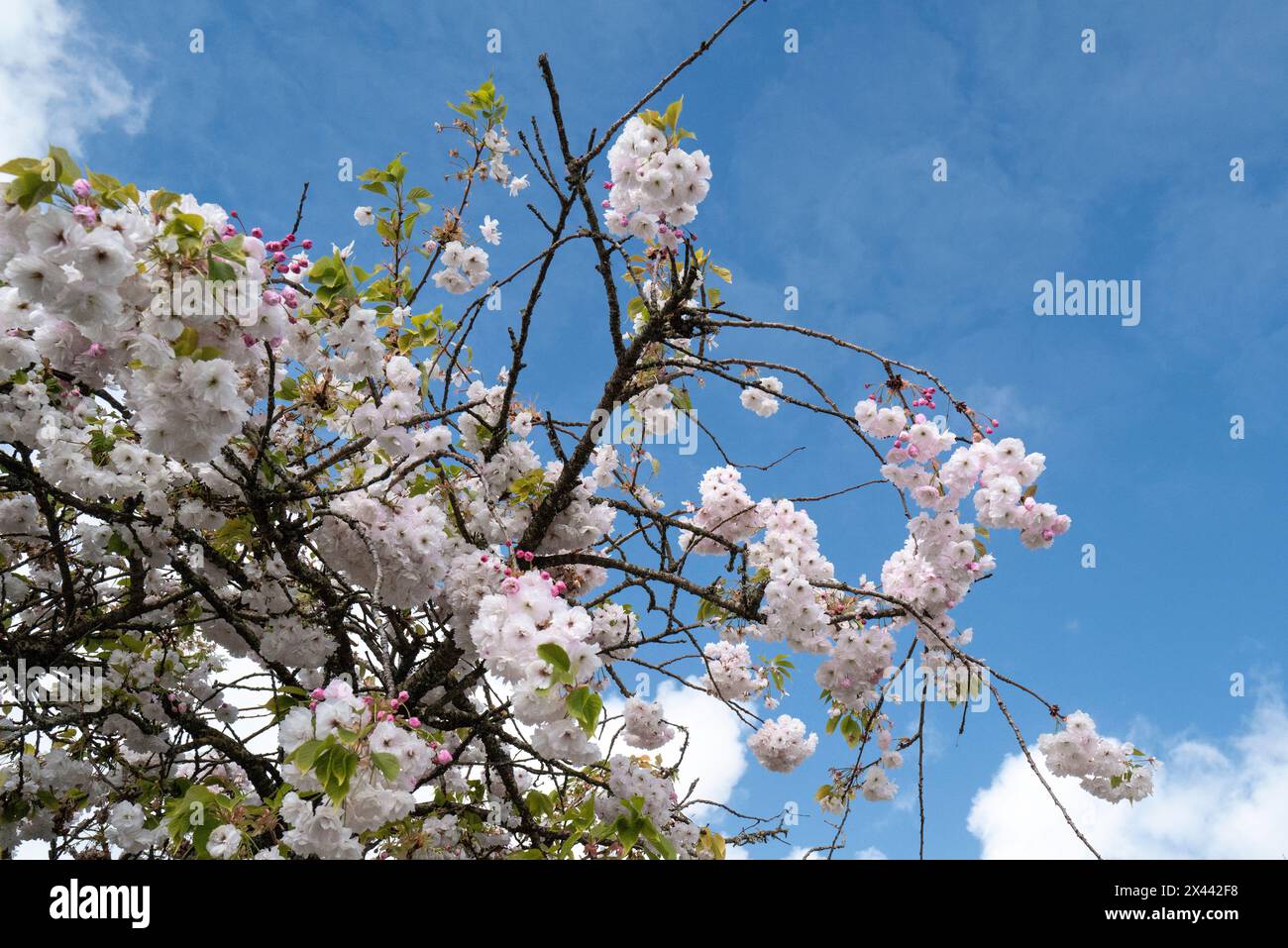 Beautiful Prunus Shogetsu. Blushing Bride tree growing in Newquay in ...
