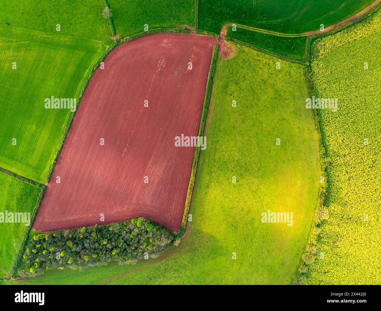 Top Down over Rapeseed fields and farms from a drone, Devon, England ...