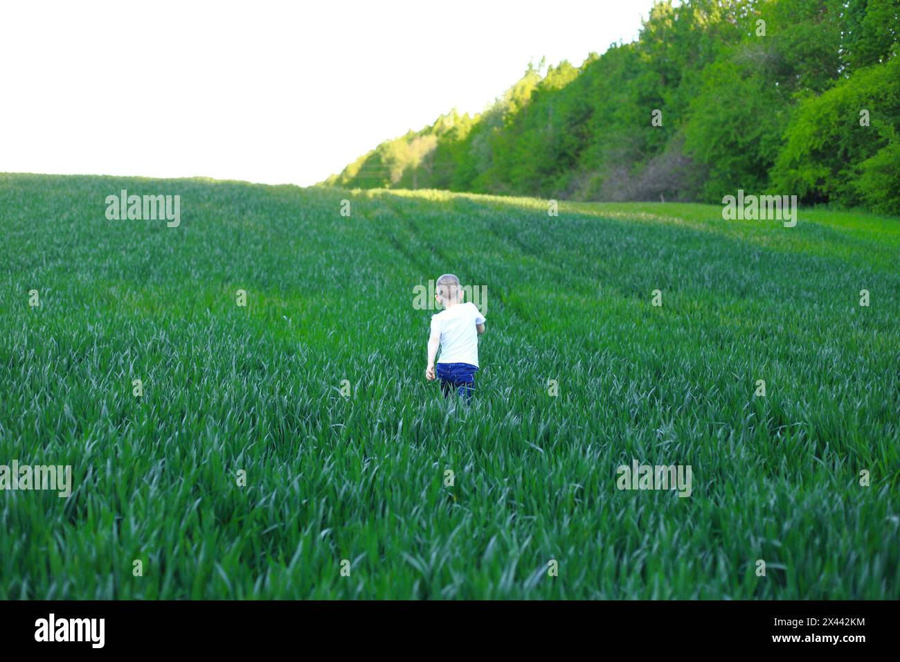 A young boy walking through a beautiful, green field. He is surrounded ...