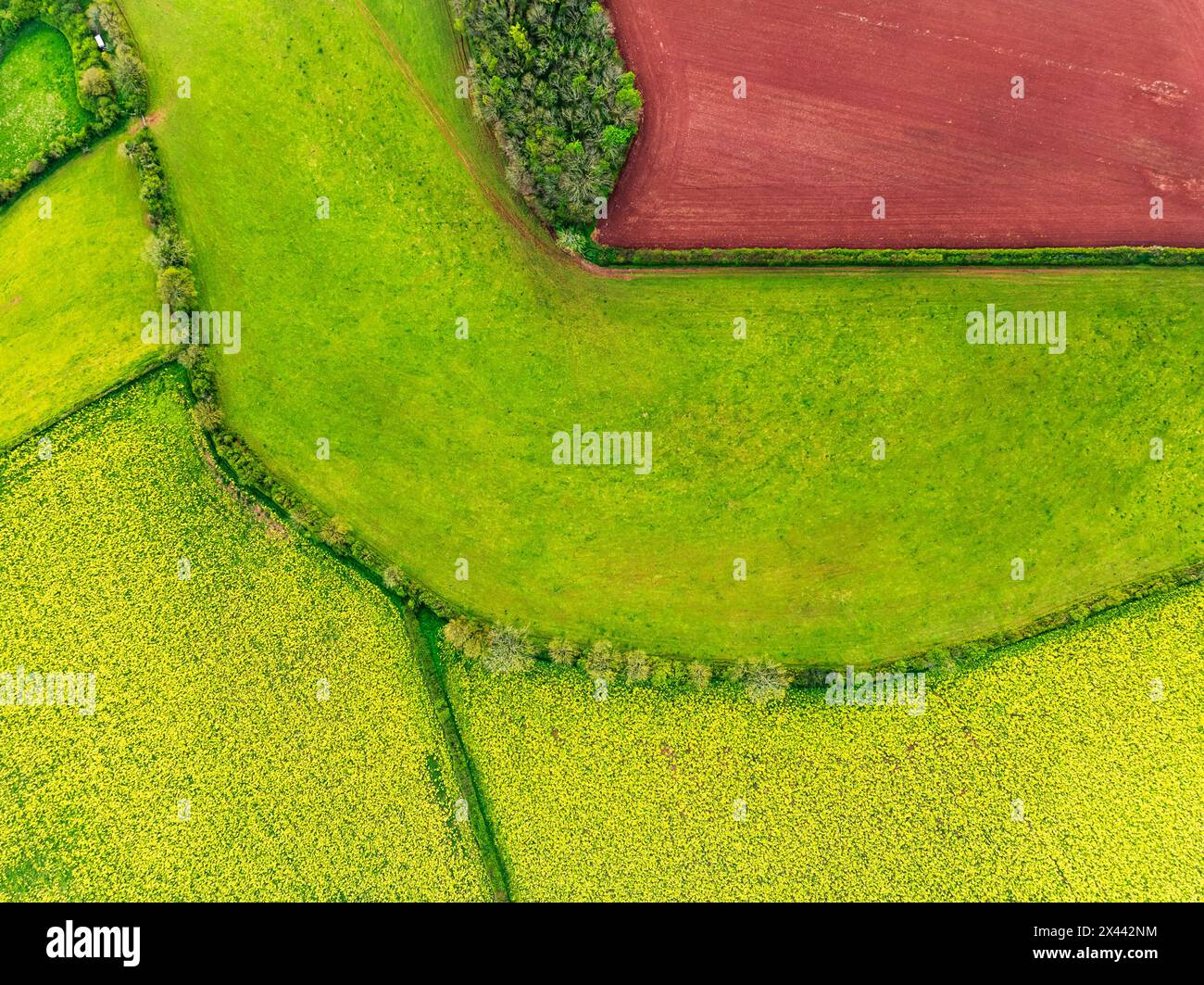 Top Down over Rapeseed fields and farms from a drone, Devon, England ...