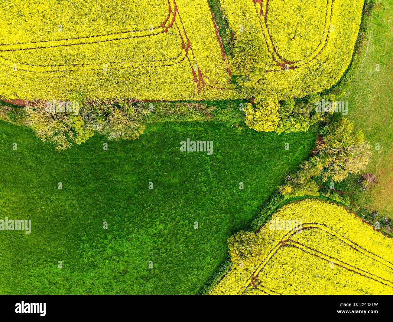 Top Down over Rapeseed fields and farms from a drone, Devon, England ...