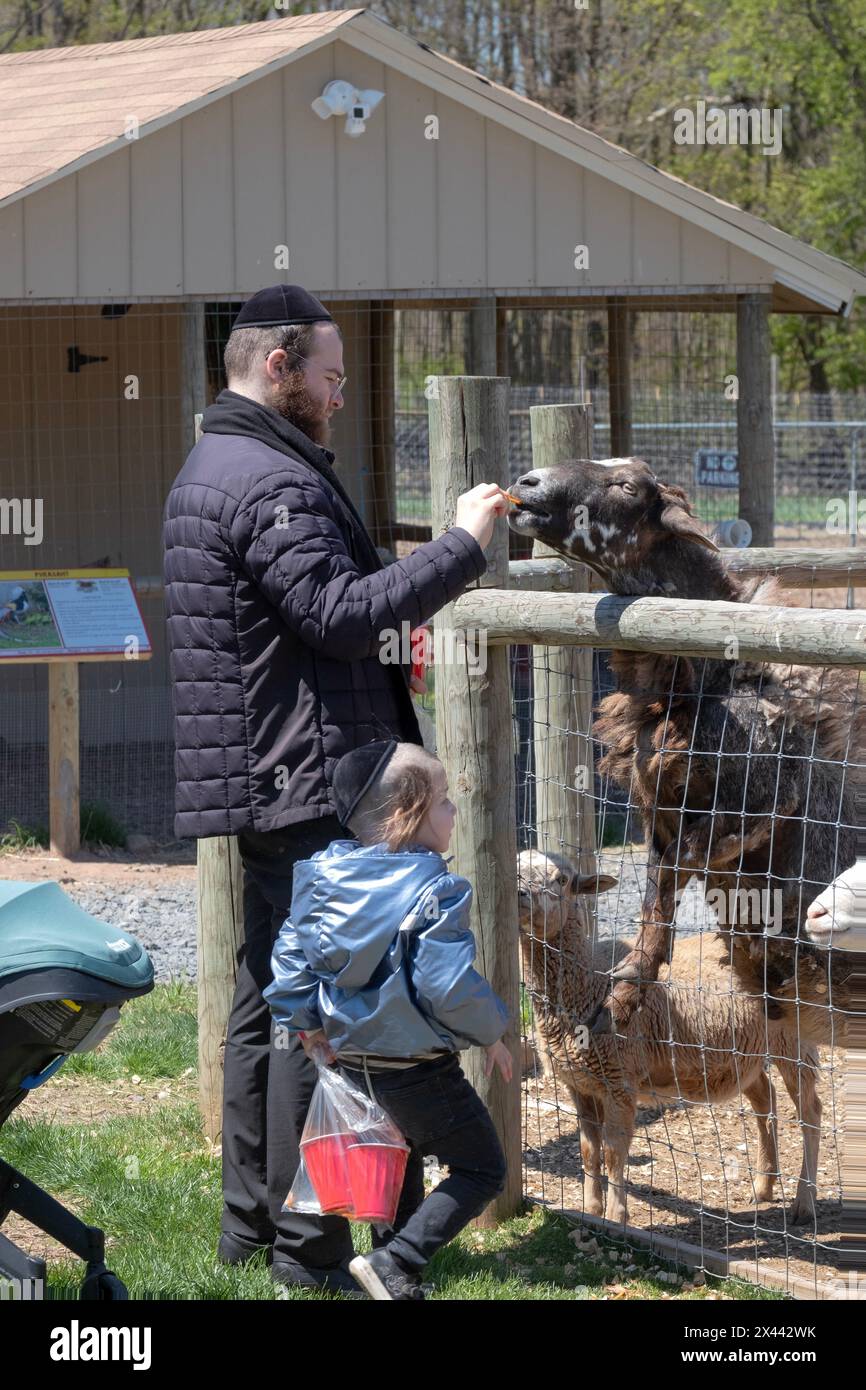 During Passover an orthodox Father and son feed slices of carrot to ...