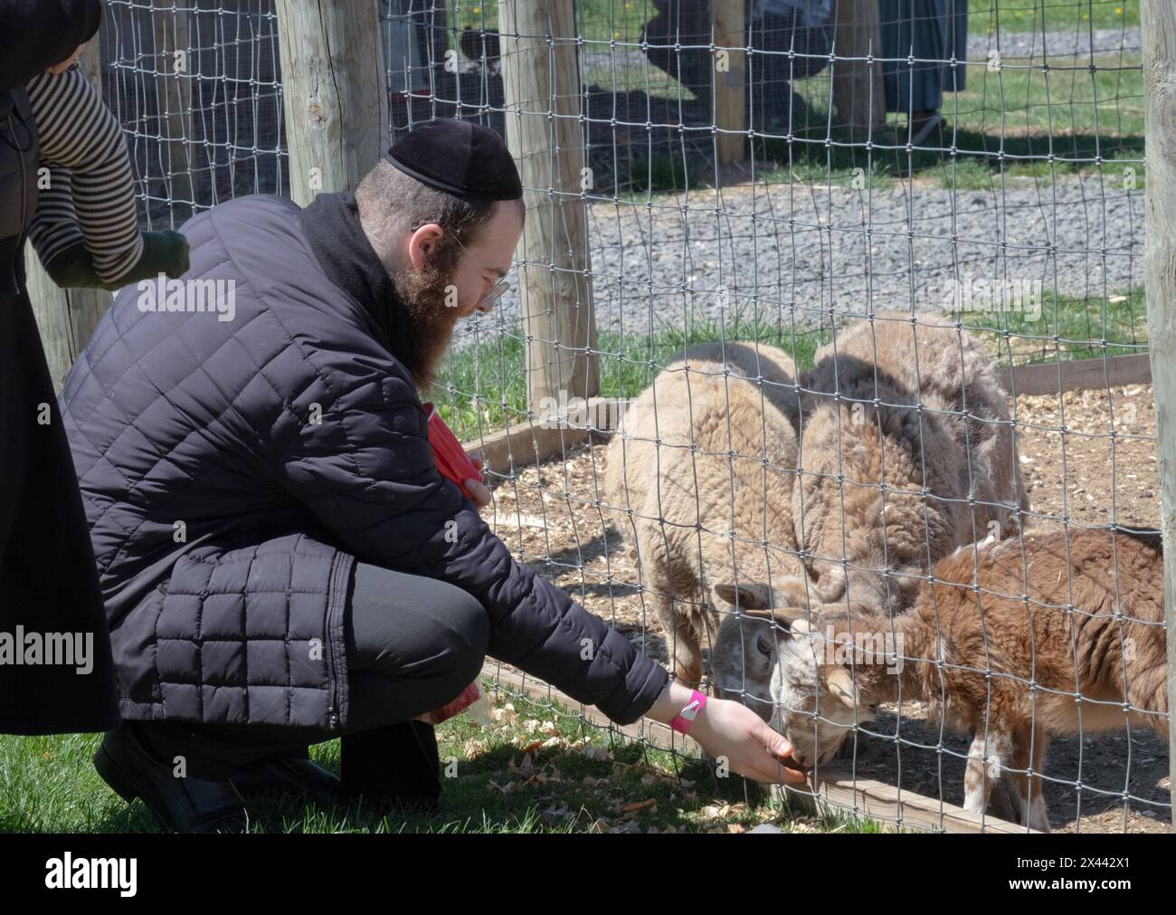 During Passover when the bible mandates having fun, an orthodox Jew ...