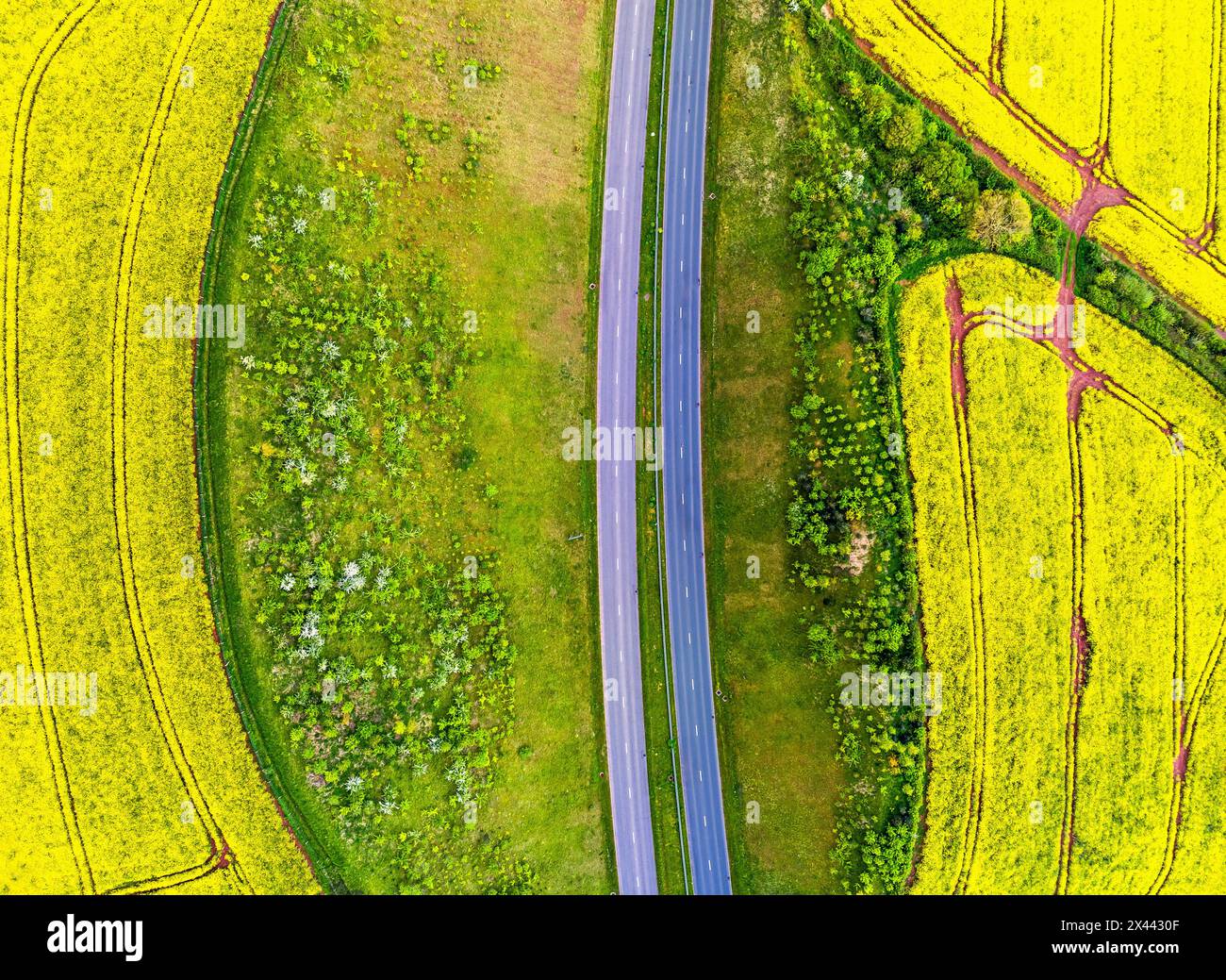 Top Down over Rapeseed fields and farms from a drone, Devon, England ...
