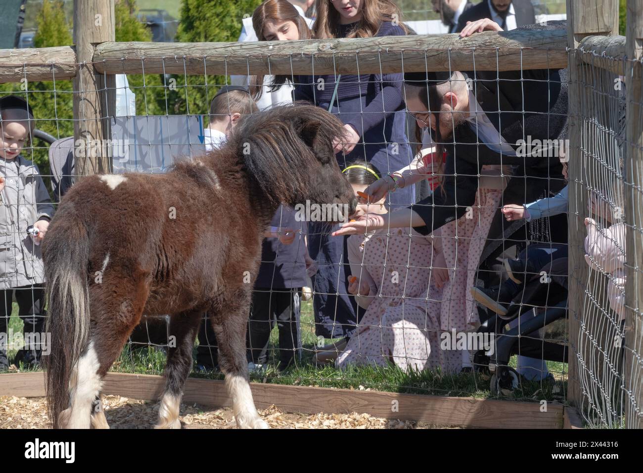 A crowded group of Hasidic Jews feed a small miniature pony during ...