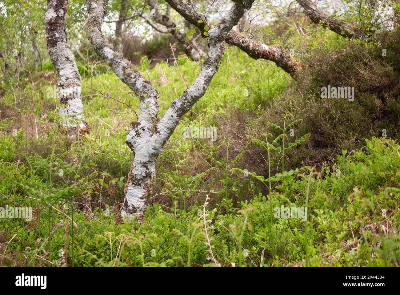 Silver Birch in ancient woodland, ARGYLL & BUTE, EUROPE, SCOTLAND ...