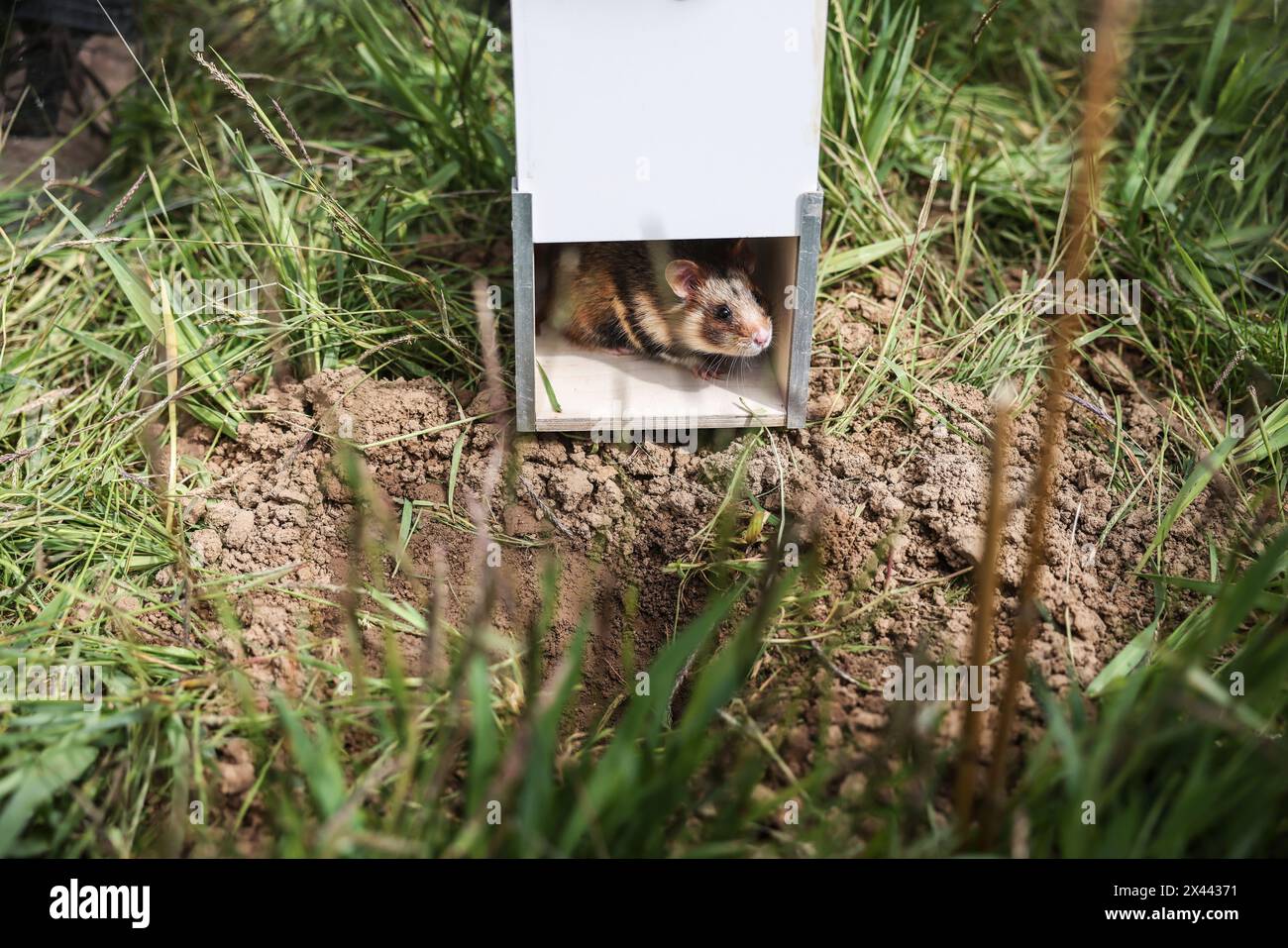 30 April 2024, North Rhine-Westphalia, Zülpich: A field hamster peers ...
