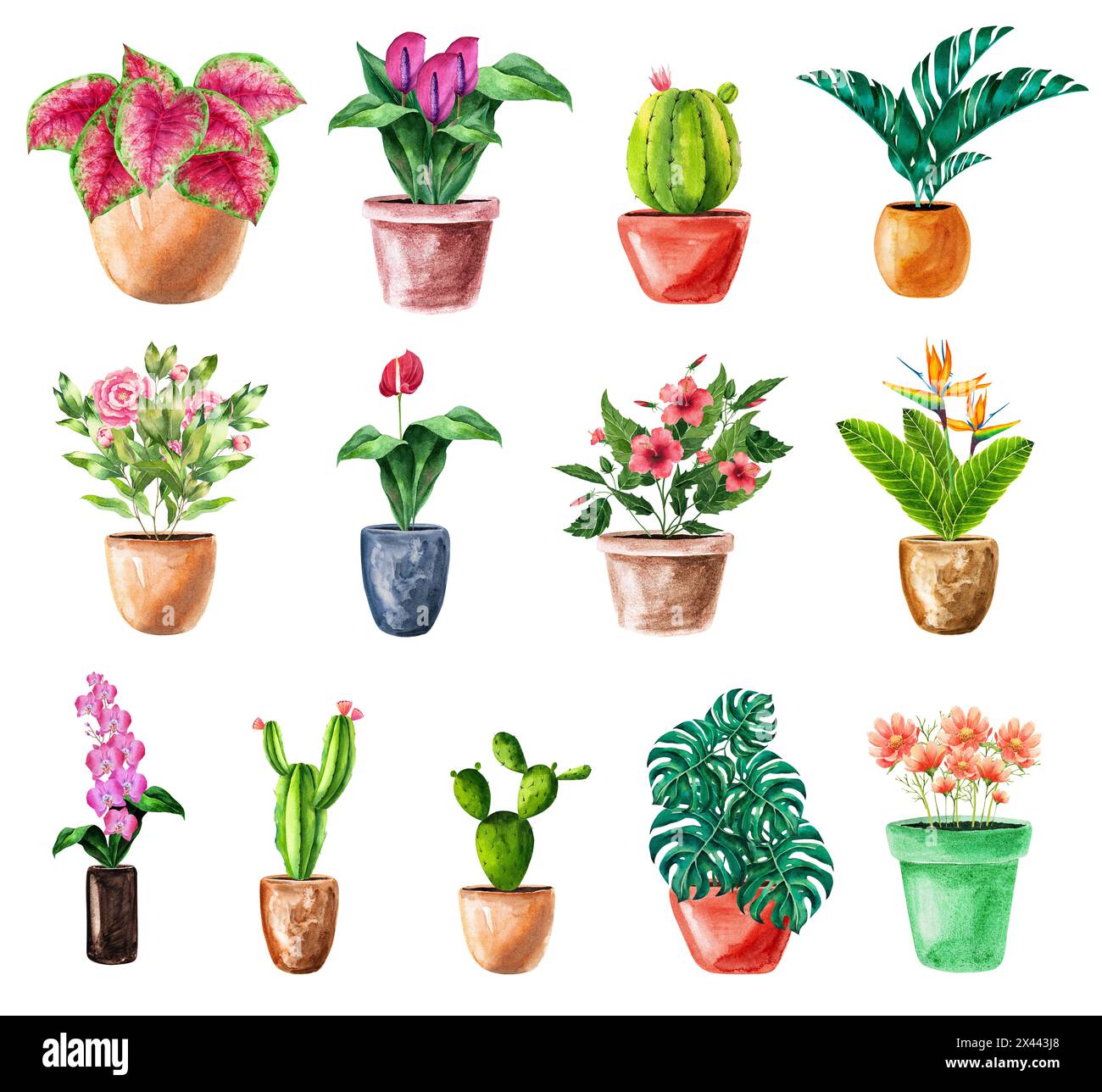 Cactus Illustration, Botanical, Garden, Pots, House Plant, Decoration ...