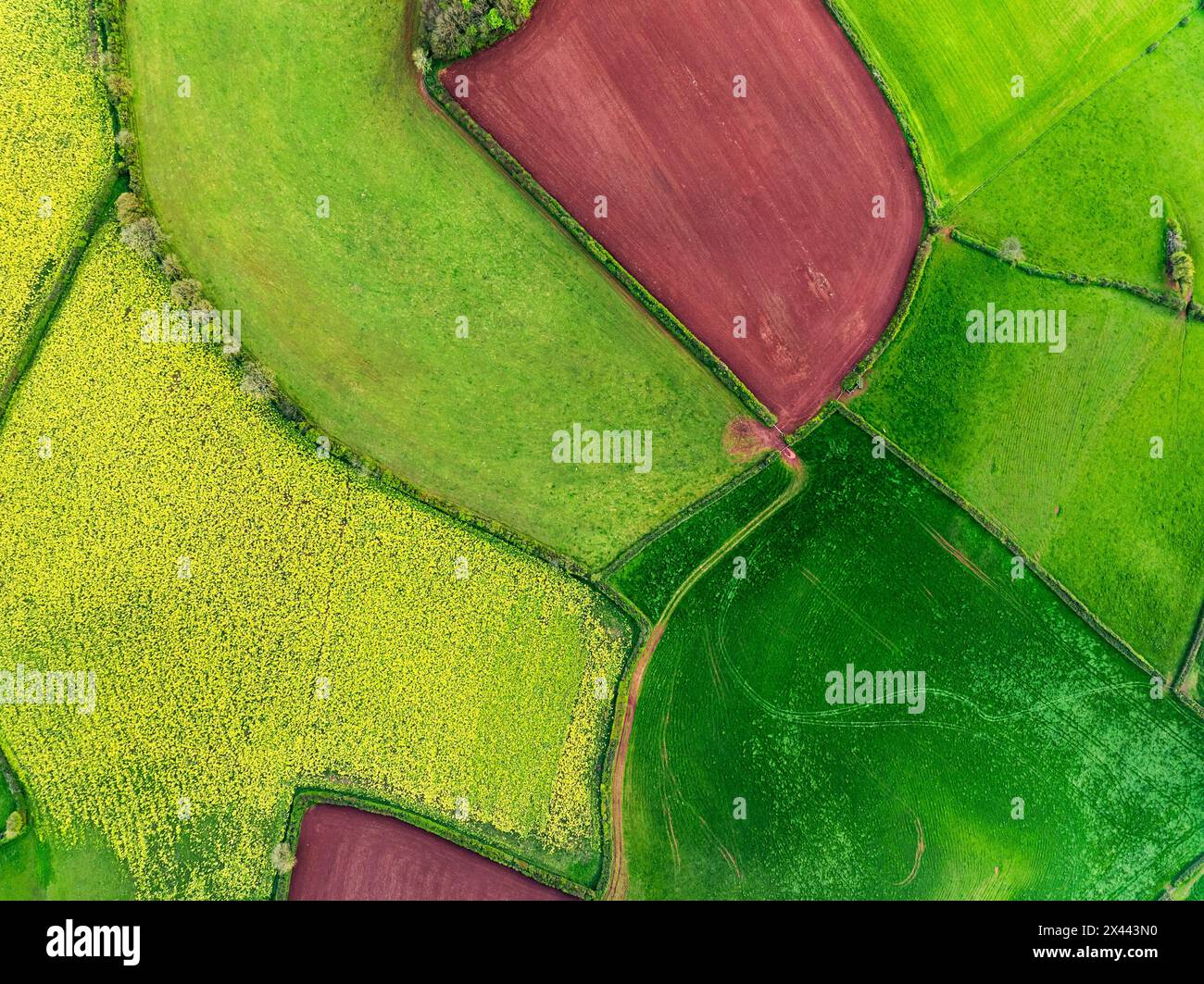 Top Down over Rapeseed fields and farms from a drone, Devon, England ...