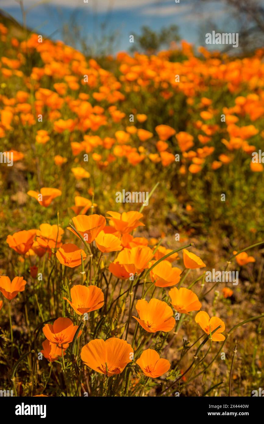 Peridot mesa hi-res stock photography and images - Alamy