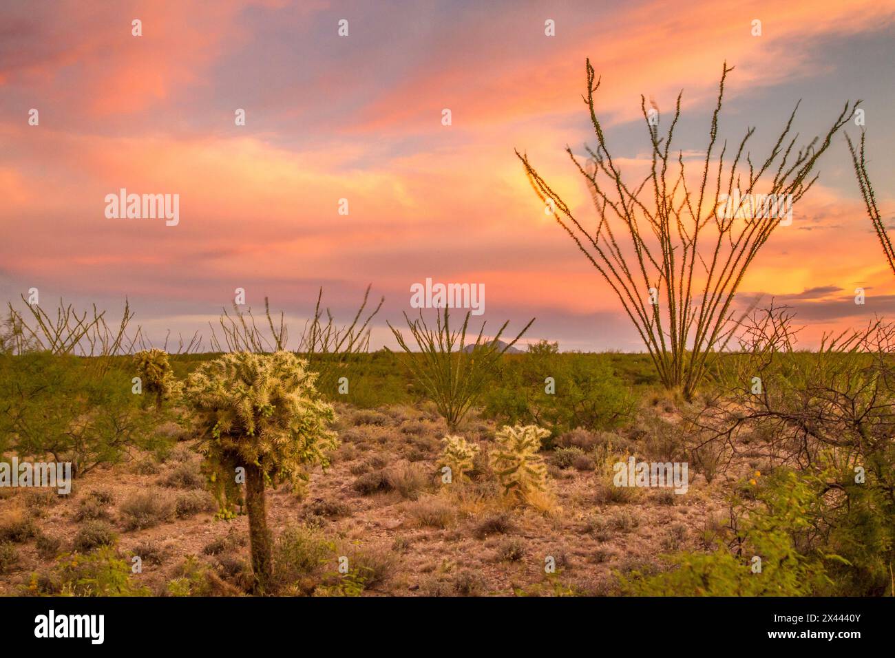 USA, Arizona, Santa Cruz County. Sunset on desert landscape Stock Photo ...