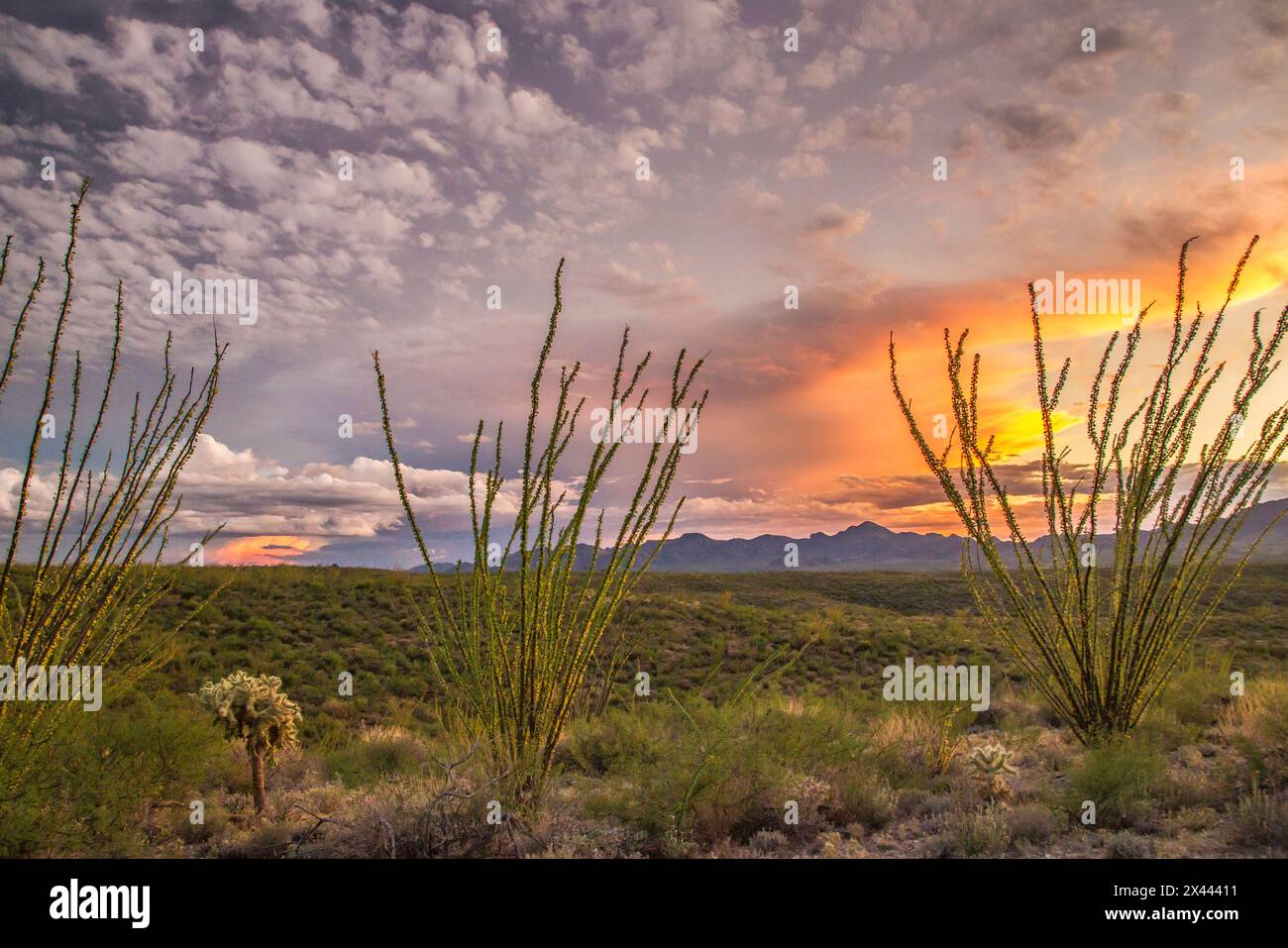 Usa arizona santa cruz hi-res stock photography and images - Alamy