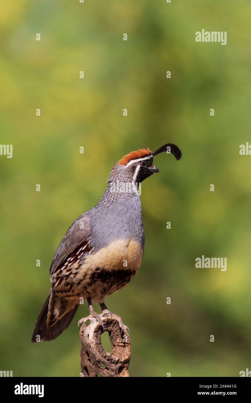 Gambels quail male perched hi-res stock photography and images - Alamy
