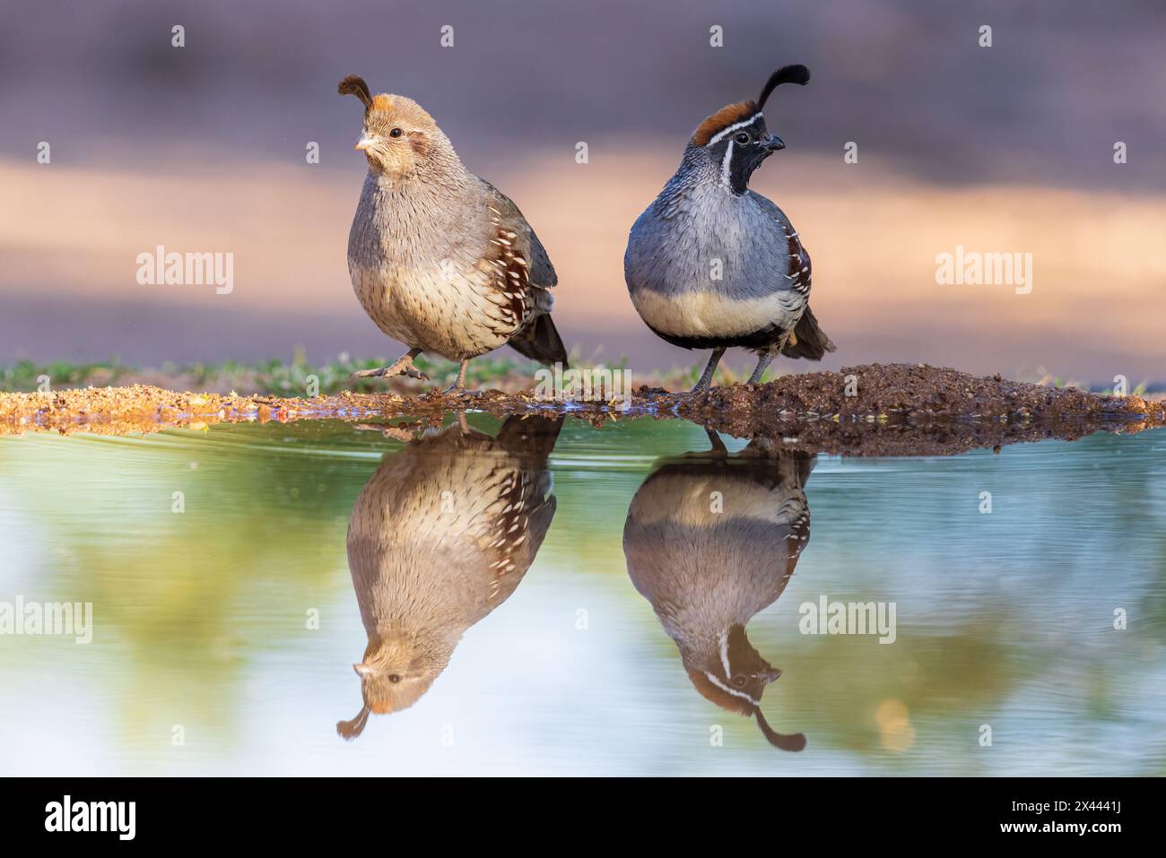 Quail male and female hi-res stock photography and images - Alamy