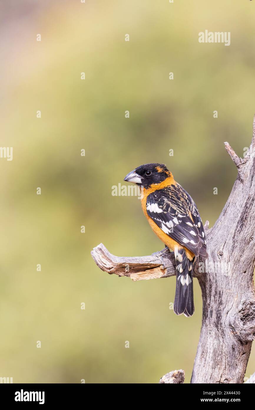 Black-headed Grosbeak male, Pima County, Arizona Stock Photo - Alamy