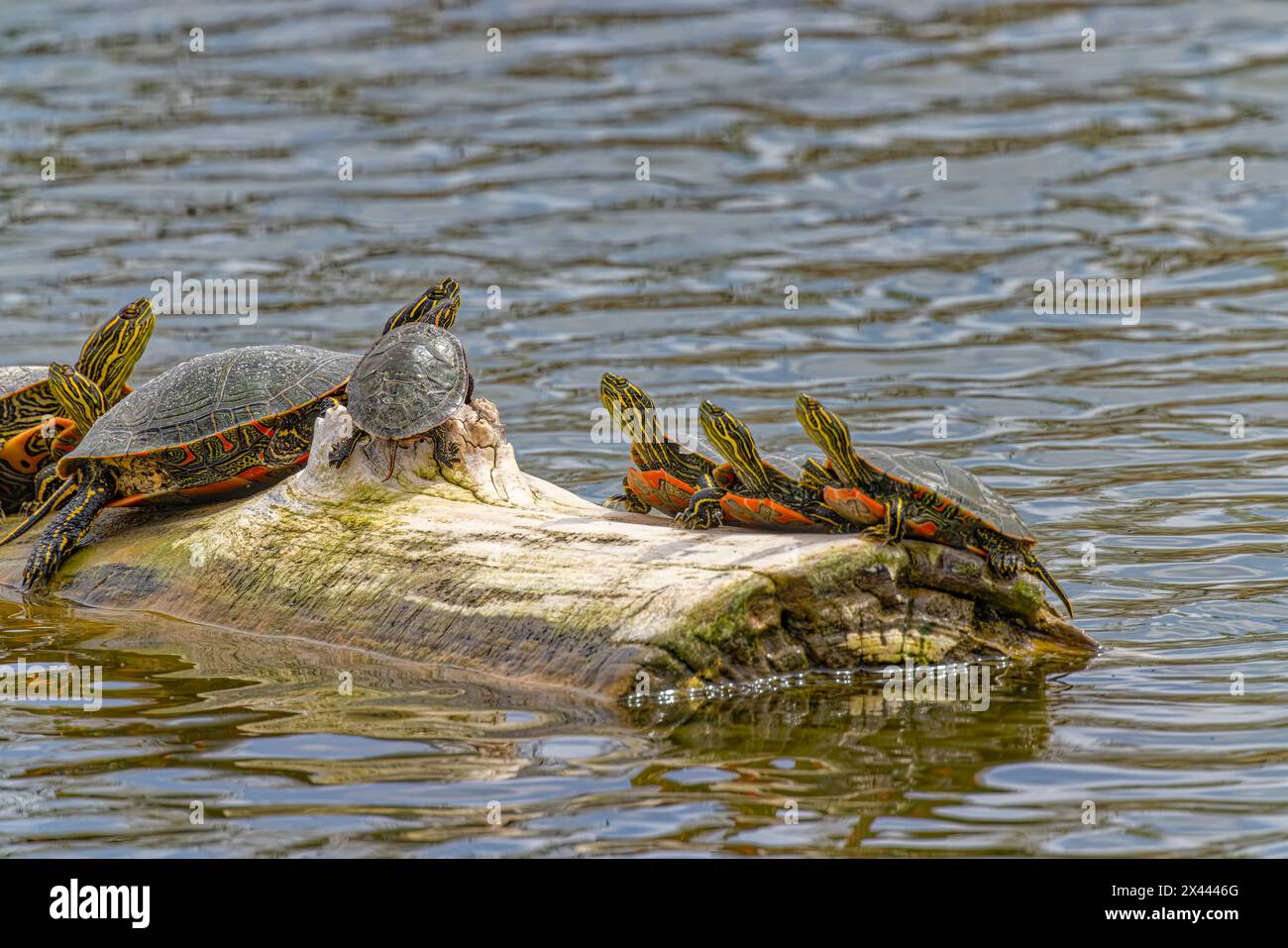 Painted turtles on log hi-res stock photography and images - Alamy
