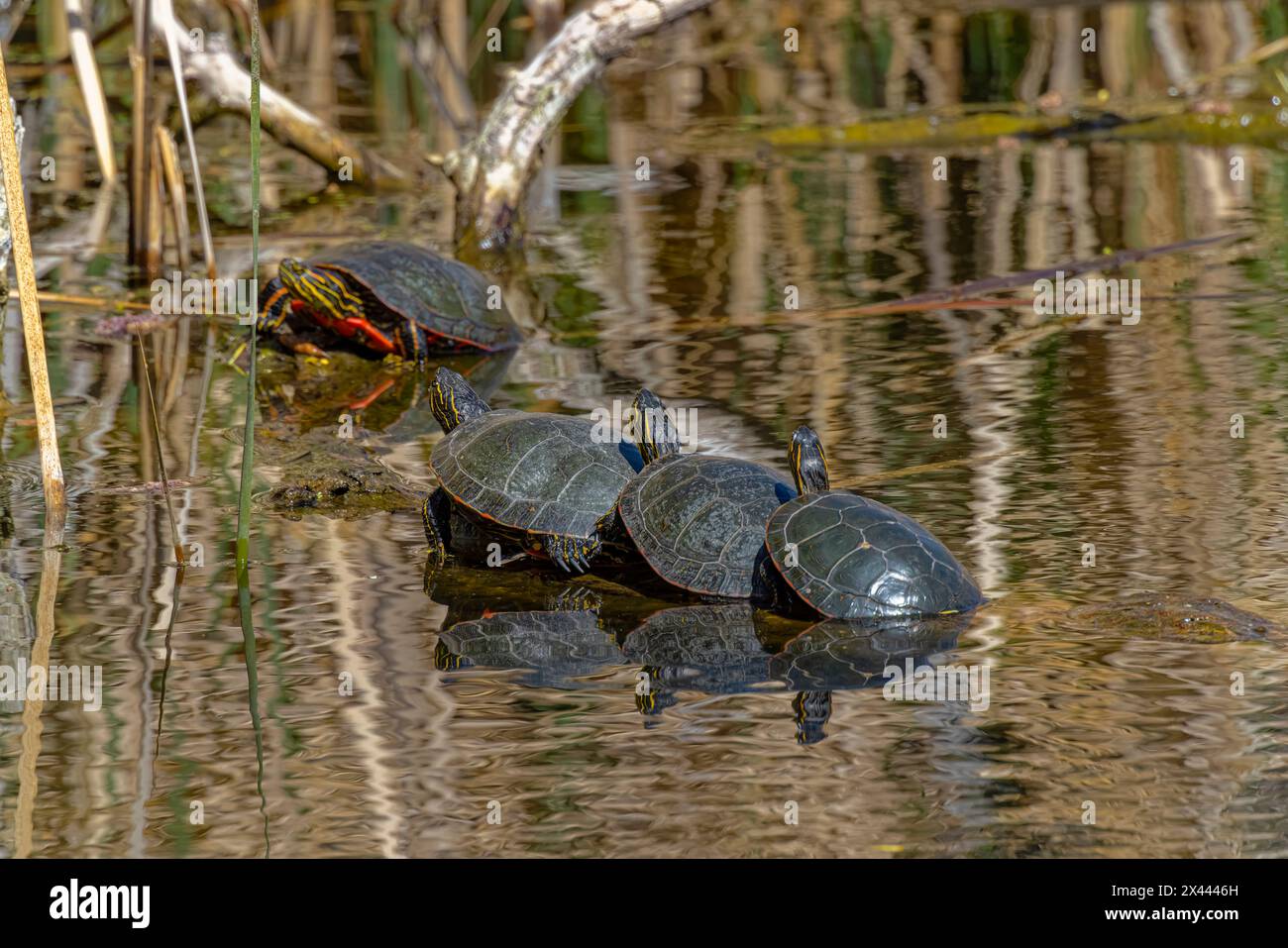Painted turtles on log hi-res stock photography and images - Alamy