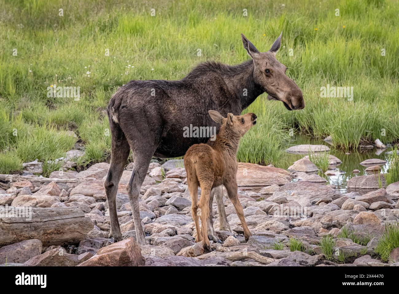 USA, Colorado, Cameron Pass. Female moose with calf Stock Photo - Alamy