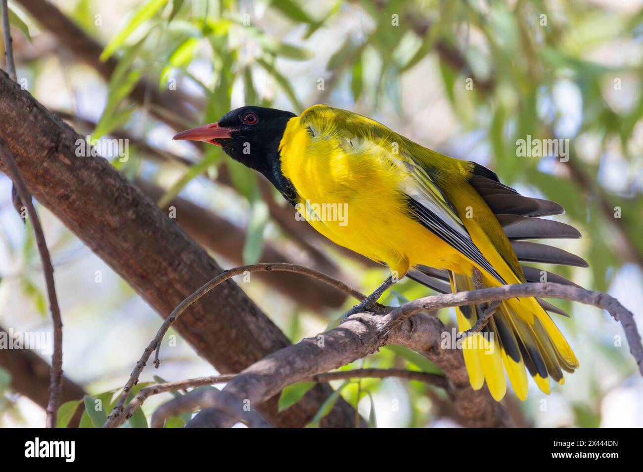 Black-headed Oriole (Oriolus larvatus) in broadleaved woodland ...
