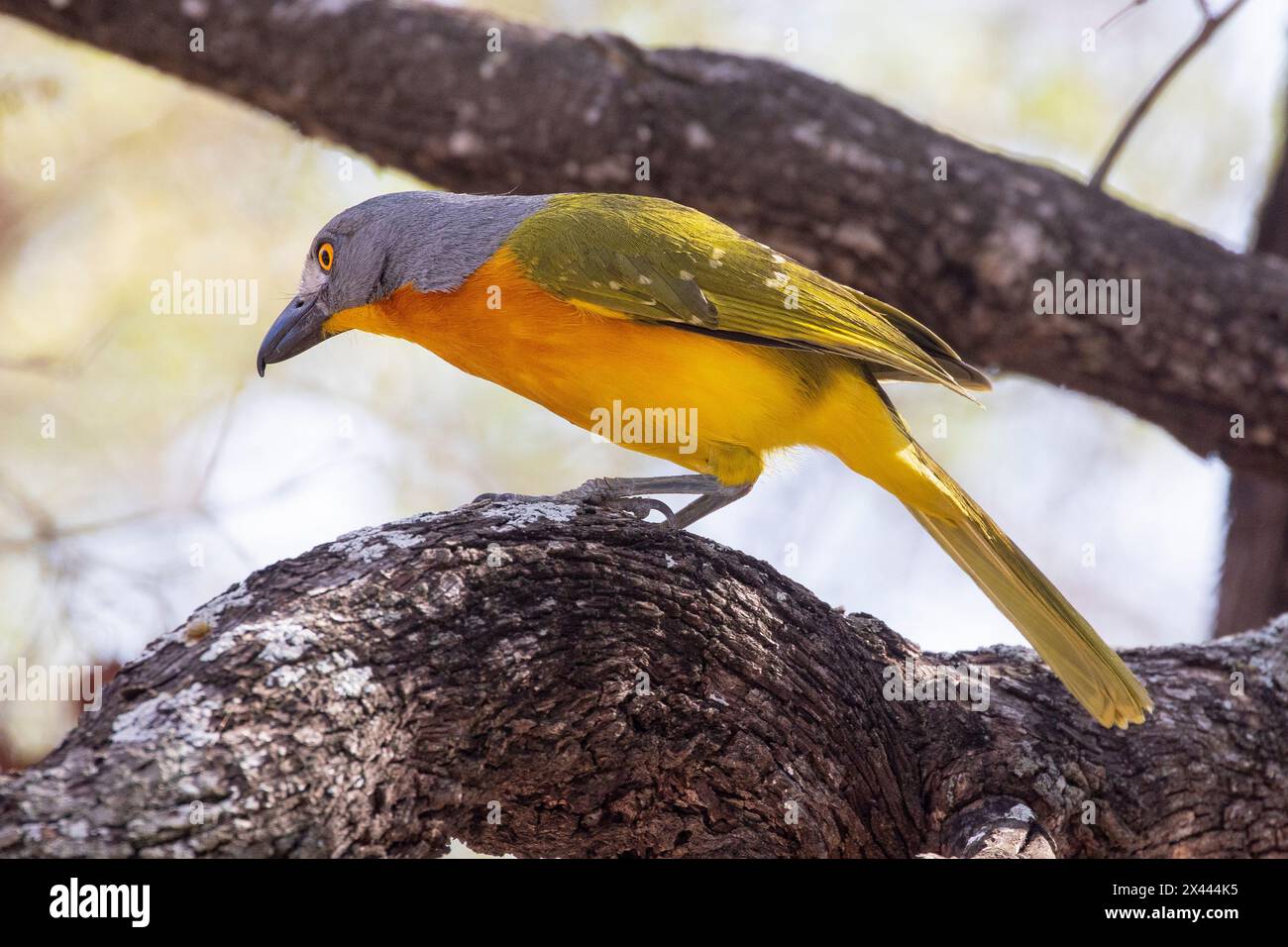 Grey-headed Bushshrike, Grey-headed Bush-shrike (Malaconotus blanchoti ...