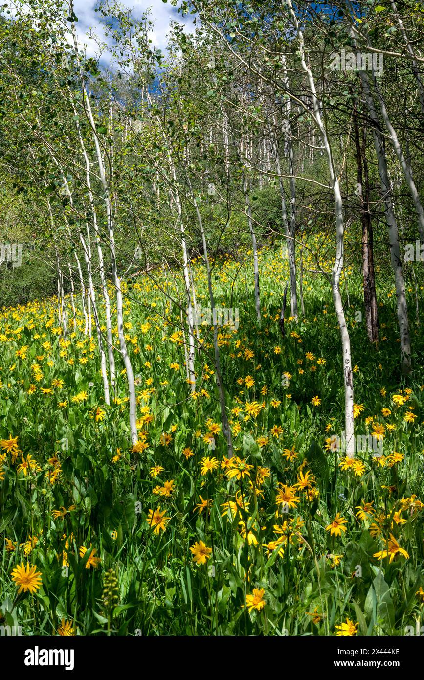 USA, Colorado. Wildflower meadow in White River National Forest Stock ...