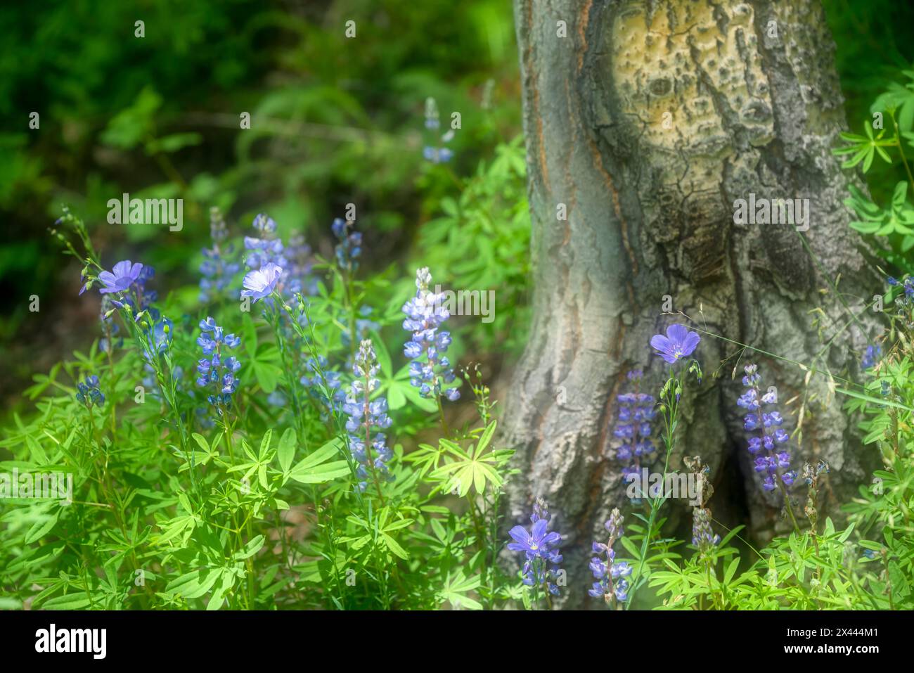 Soft composite of blue lupine growing around base of tree in Colorado ...