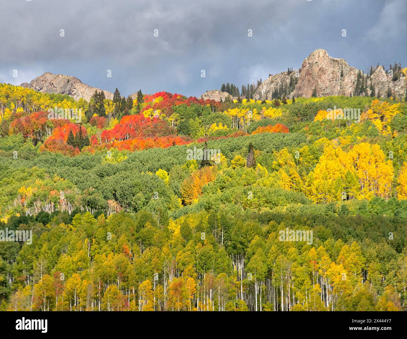 USA, Colorado, Kebler Pass. Bright color of autumn on Kebler Pass Stock ...