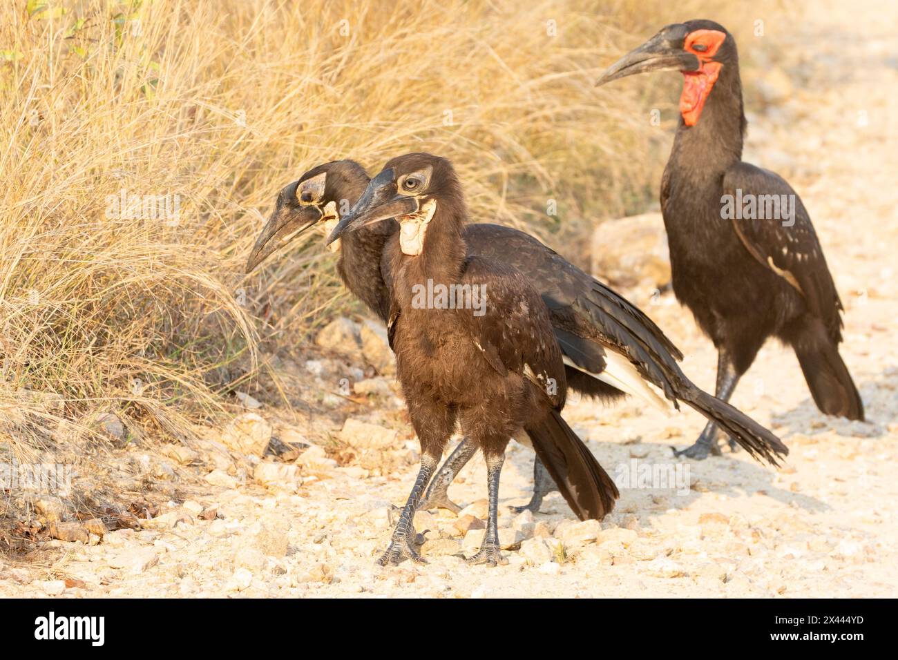 Family of southern ground hornbills hi-res stock photography and images ...