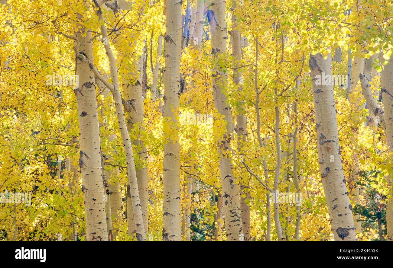 Aspen stand hi-res stock photography and images - Alamy