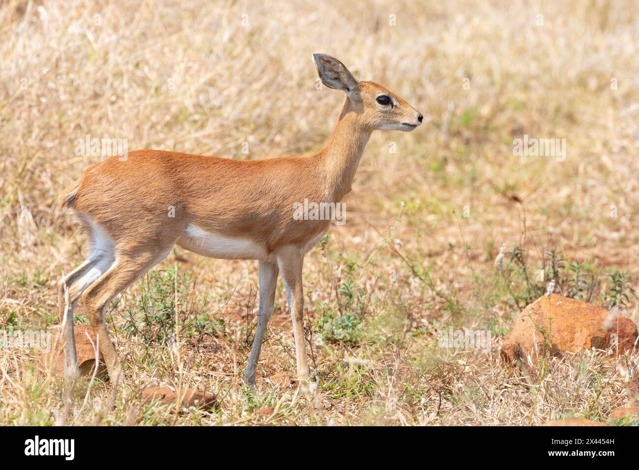 Steenbuck female hi-res stock photography and images - Alamy