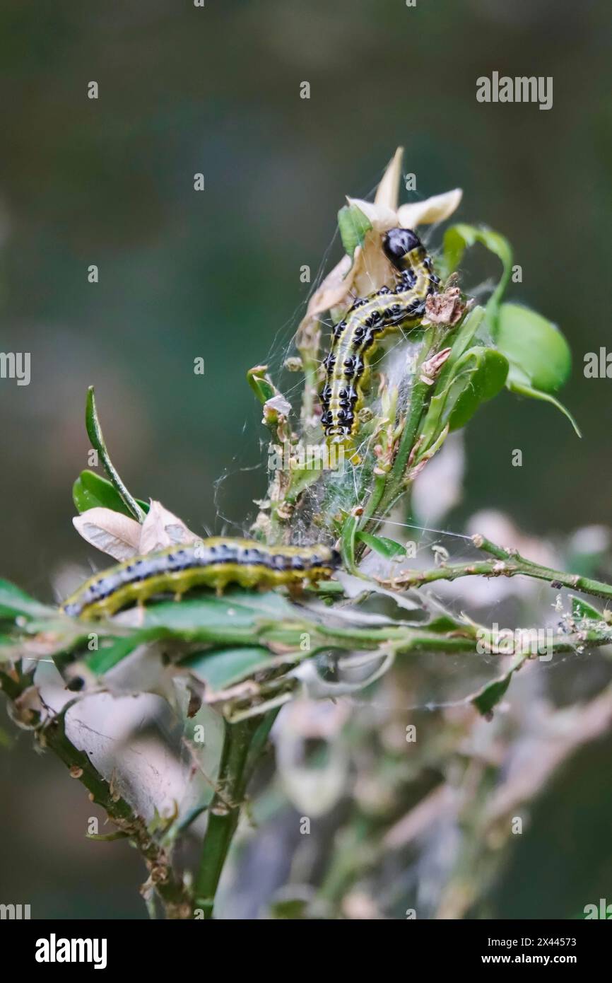 Box tree moth (Buxus sempervirens), spring, Germany Stock Photo - Alamy