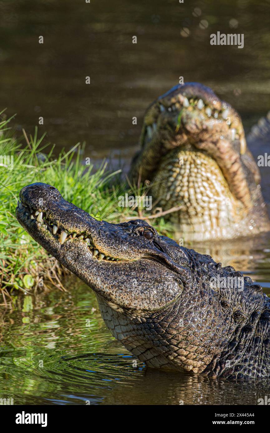 American alligators rise out of the water as a breeding display Stock ...