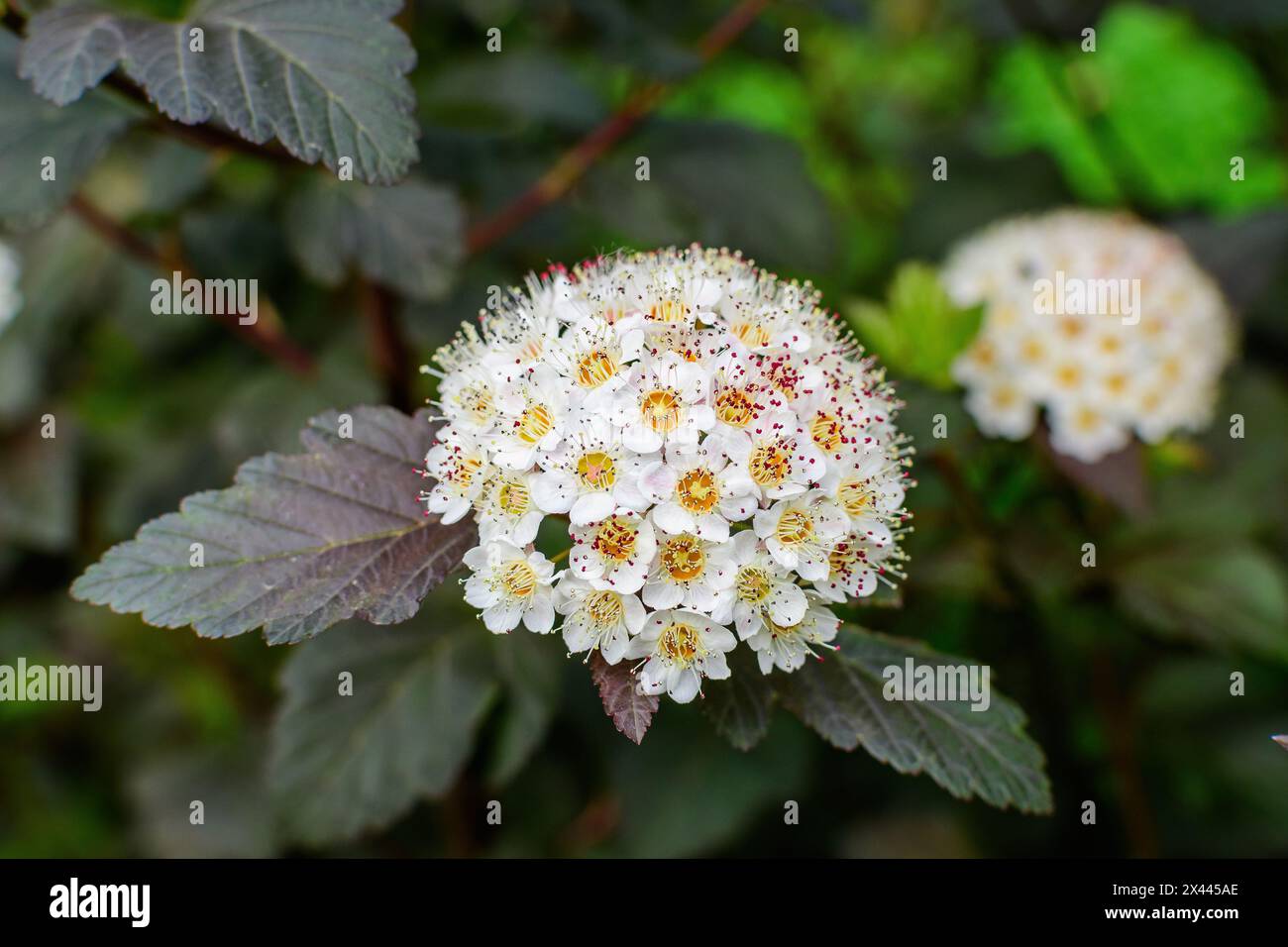 Shrub with many delicate white flowers of Physocarpus opulifolius plant ...