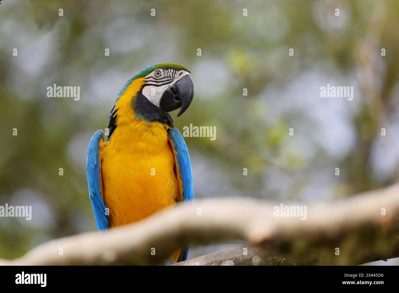 Blue and yellow macaw (Ara ararauna), animal portrait, captive ...