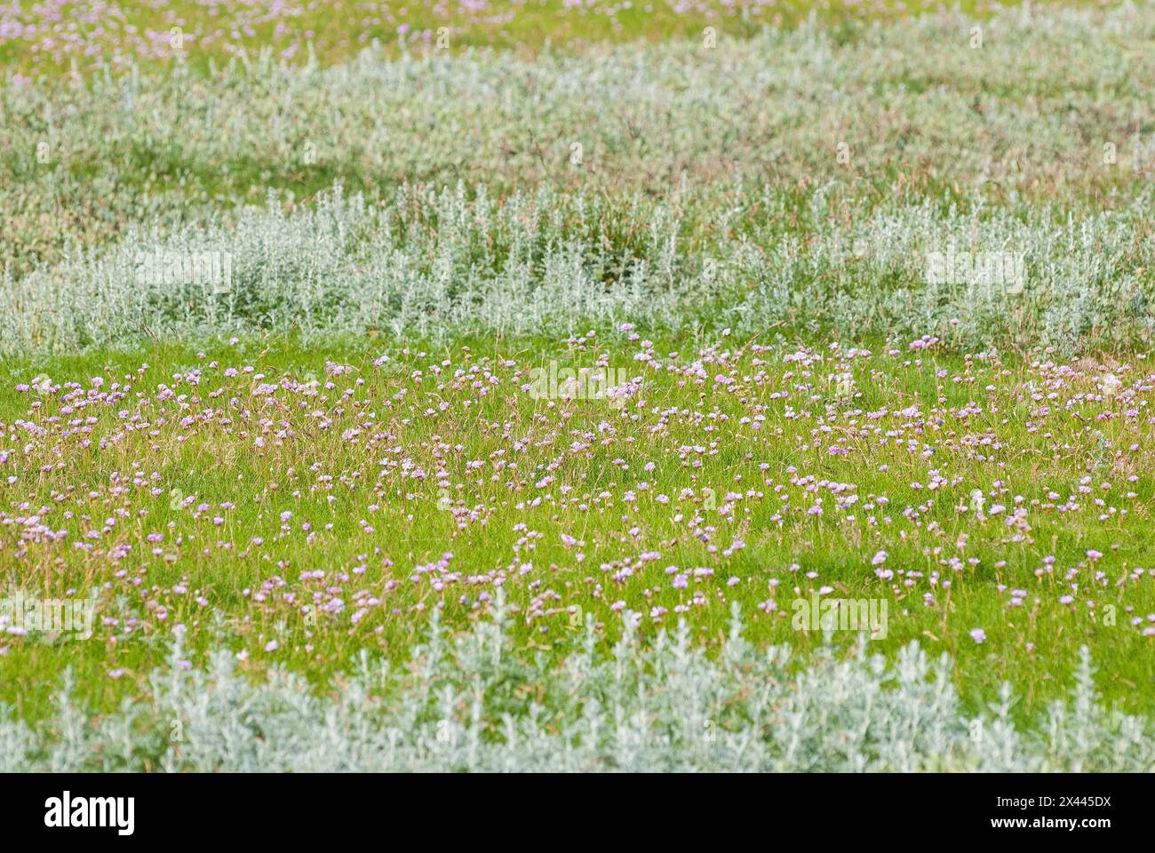 Salt marshes with many Sea thrift (Armeria maritima), also known as ...