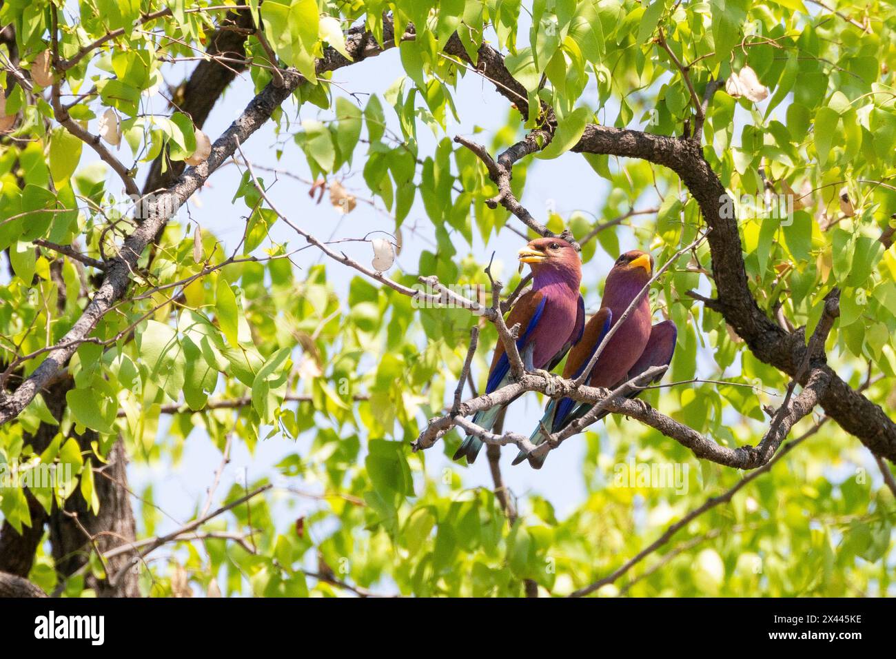 Breeding pair of Broad-billed Roller (Eurystomus glaucurus suahelicus ...