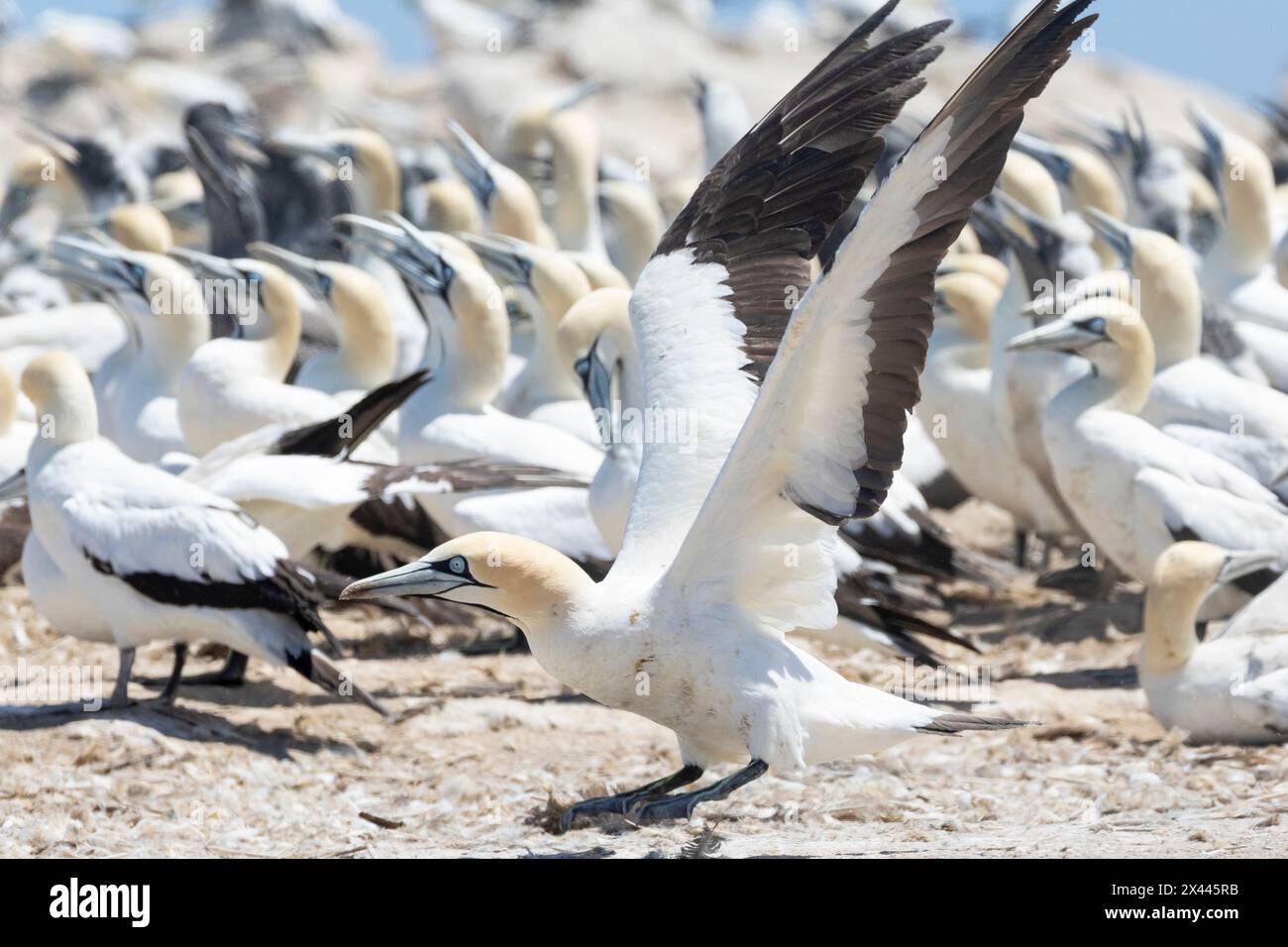 Cape Gannet (Morus capensis) takng flight at the breeding colony on ...
