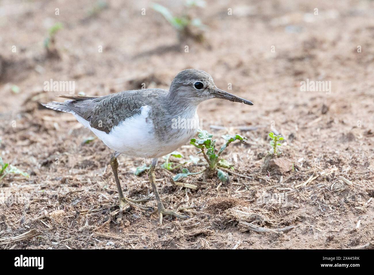 Common Sandpiper (Actitis hypoleucos) at dawn Limpopo, South Africa ...