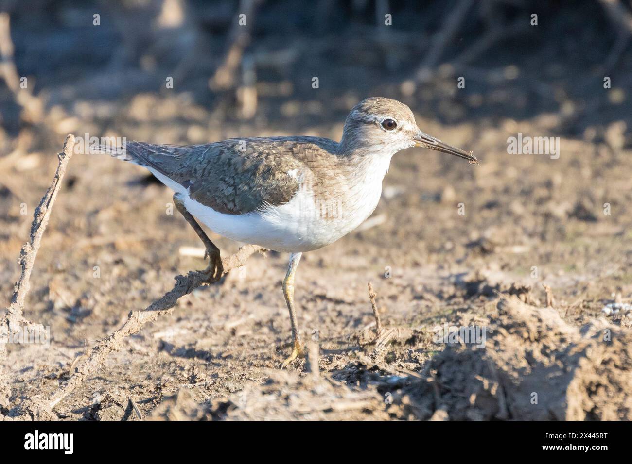 Common Sandpiper (Actitis hypoleucos) Limpopo, South Africa Stock Photo ...